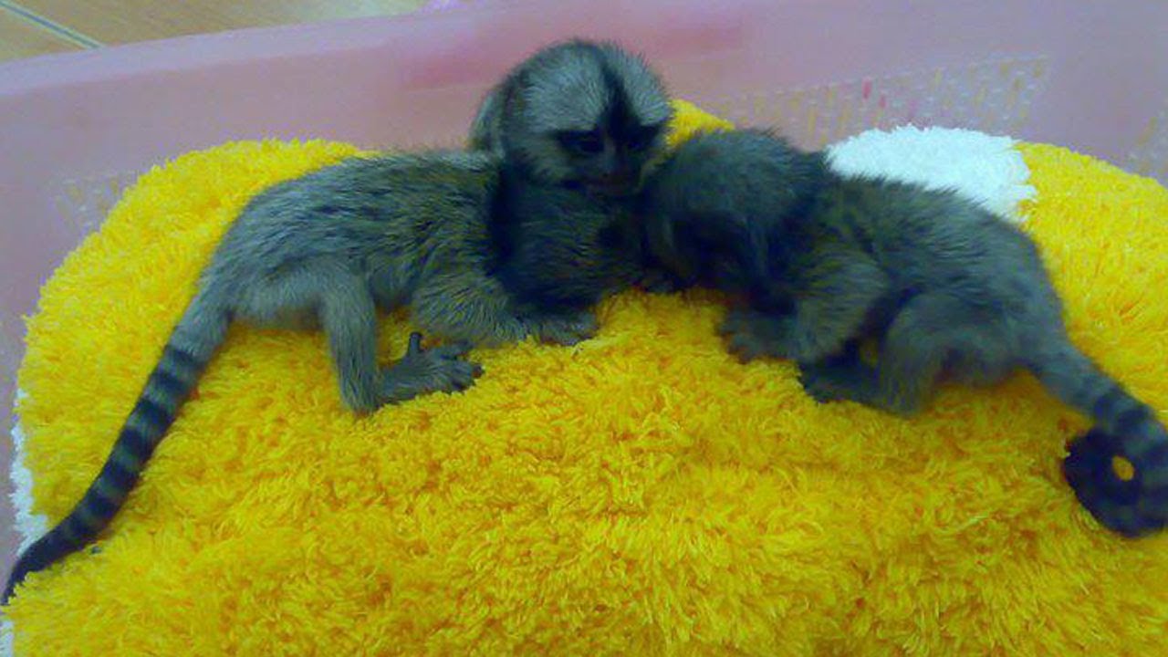 The most beautiful and cutest tiny marmoset monkey - YouTube