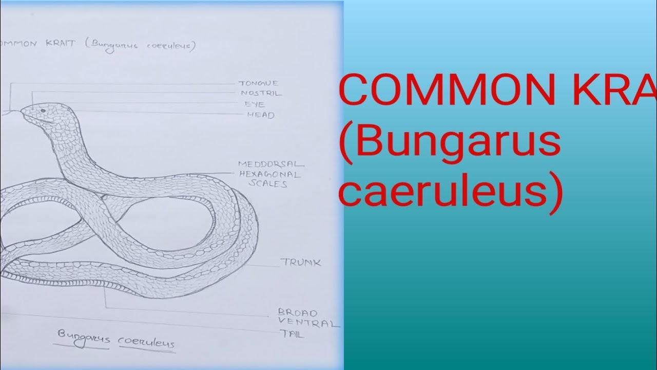 Easy COMMON KRAIT drawing // How to draw Krait (Bungarus caeruleus) // Easy step by step digram ...