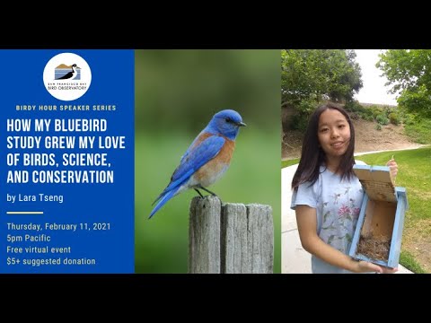 How My Bluebird Study Grew My Love of Birds, Science, and Conservation ...