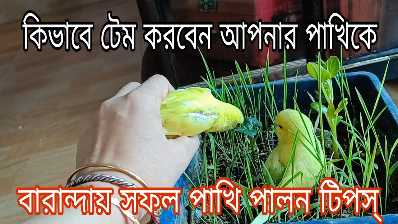 যে কোন পাখিকে সহজে টেম করার নিয়ম গুলো জেনে নিন | pakhi palon - YouTube