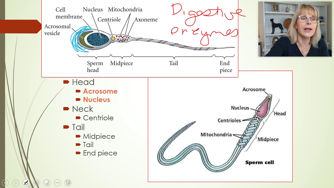 Reproductive system - Part 4 - YouTube