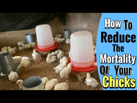 How to Reduce Mortality in Day Old Chicks - YouTube