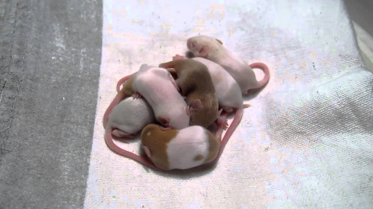 Baby mice 8 days old - YouTube
