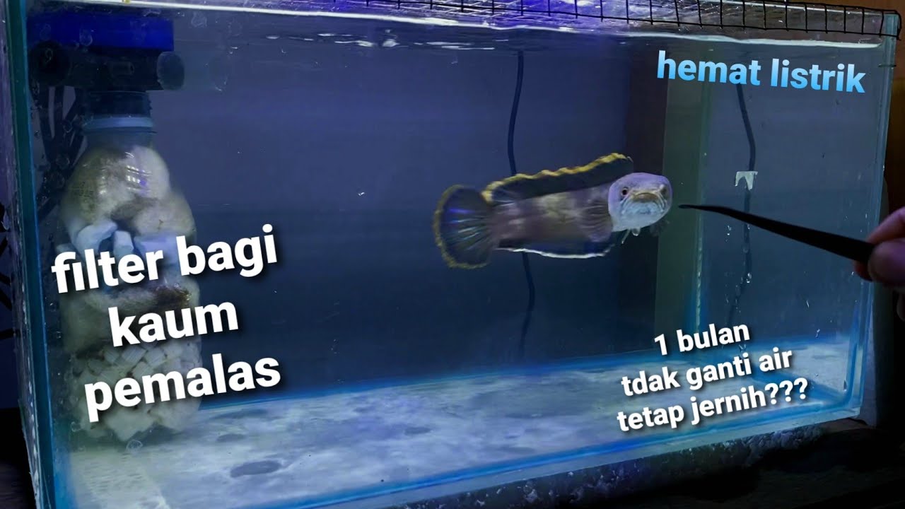 rekomendasi filter ikan channa || filter internal murah kualitas jernih ...