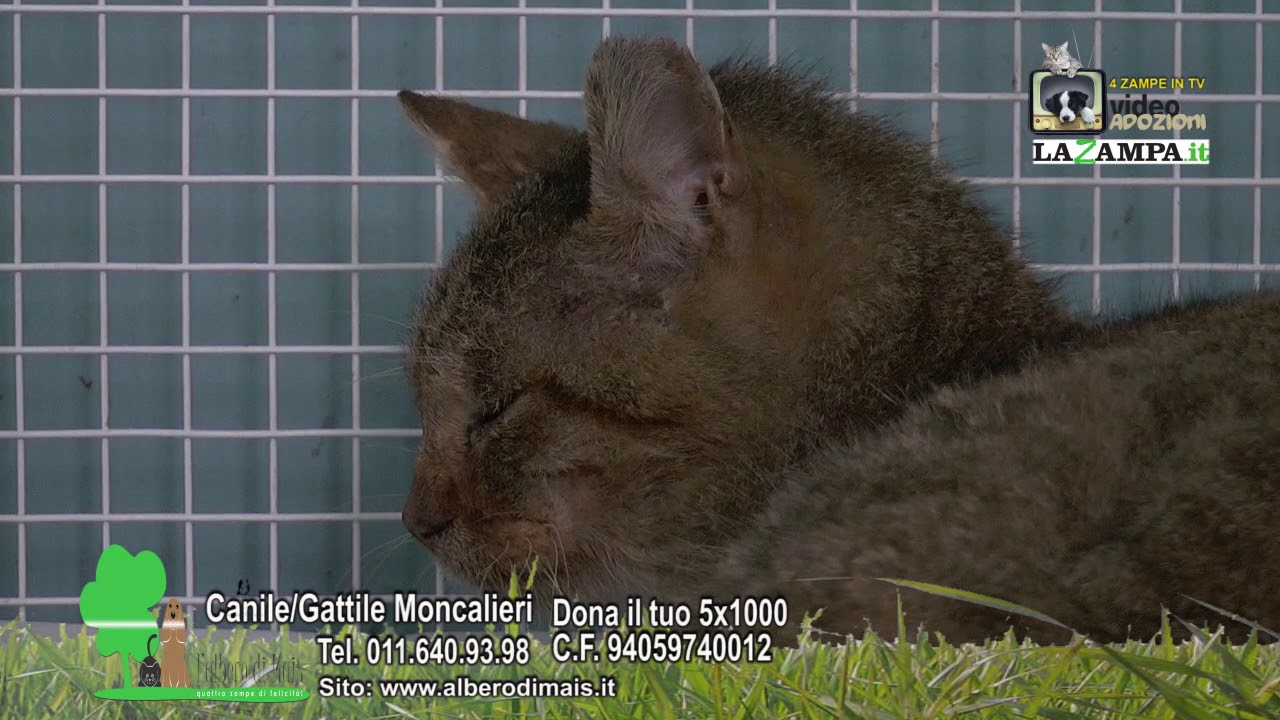CANILE MONCALIERI (75) Puntata 1044 - YouTube