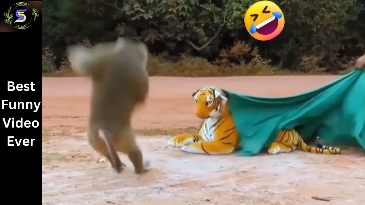 Best Funny Compilation Video Try Not To Laugh 🤣🤣 - YouTube