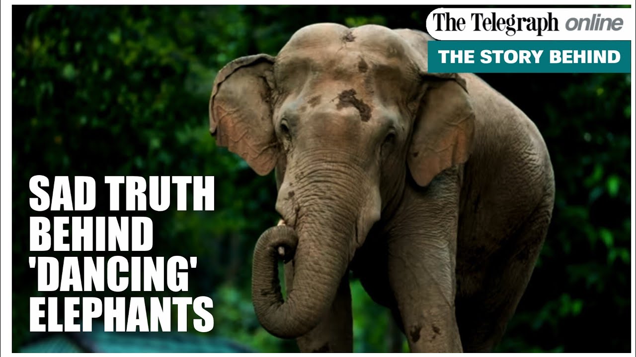 Ever Seen Elephants 'Dance' to Music? The Truth Behind Will Break Your ...