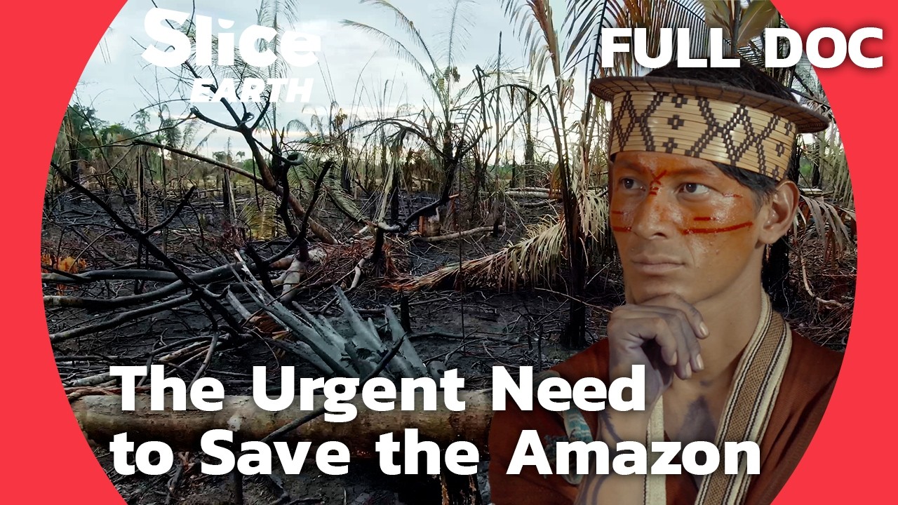 Amazon Rainforest Crisis: The Battle to Protect Earth’s Lungs | SLICE ...
