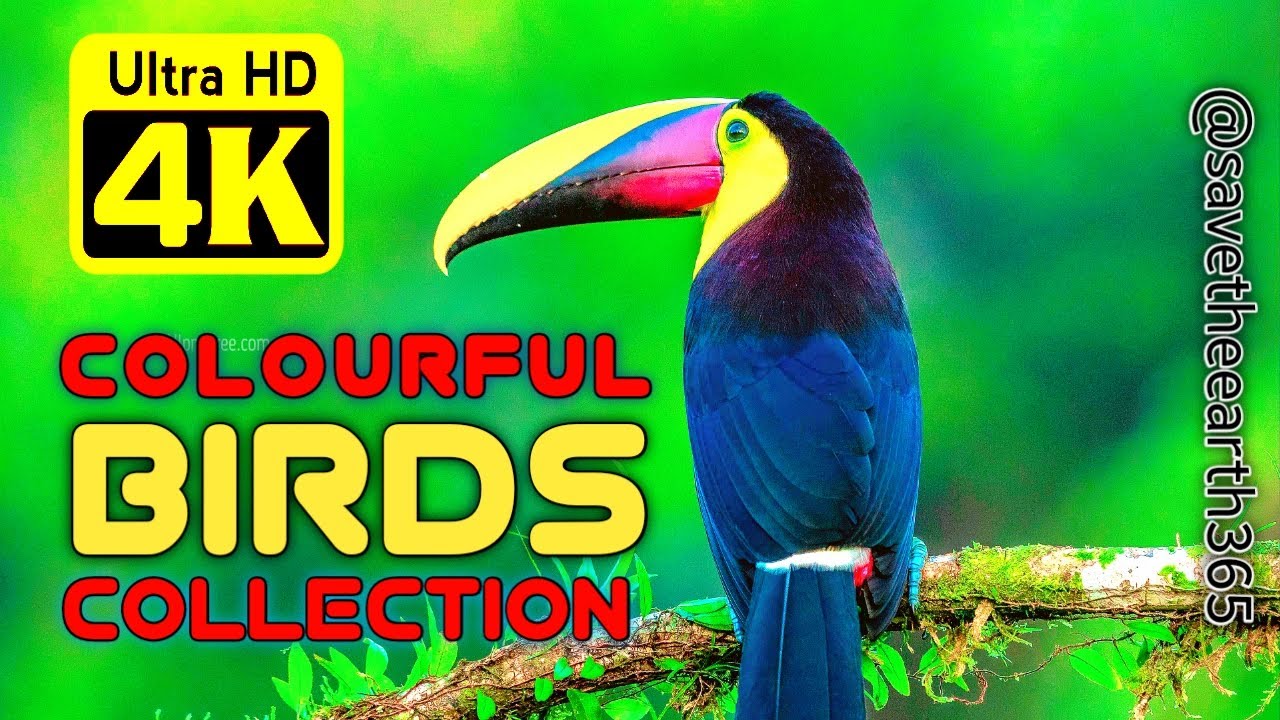 The World Of Birds | 4k Ultra HD Beautiful Birds Collection | Save The ...