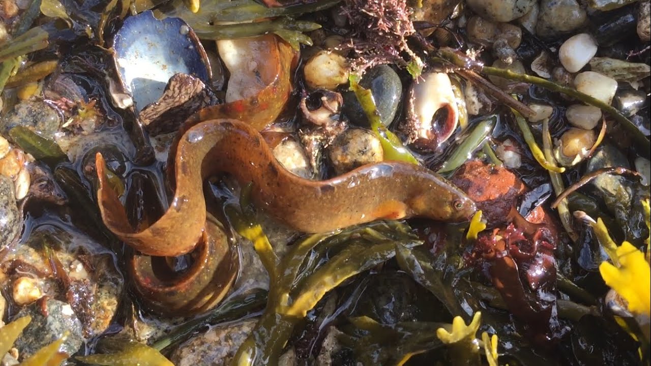 Whats in maine tidal pools - welcomefiln