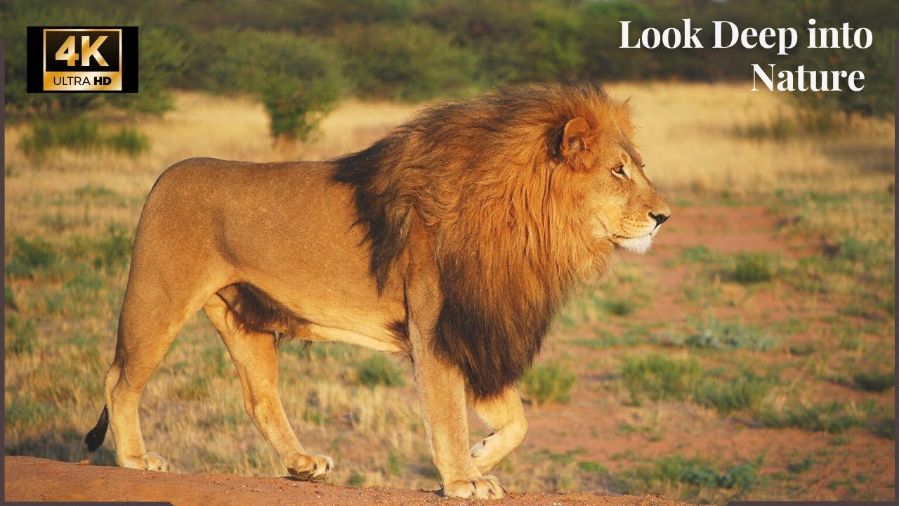 Look Deep into Nature - 2 Minutes Nature Relaxation - YouTube