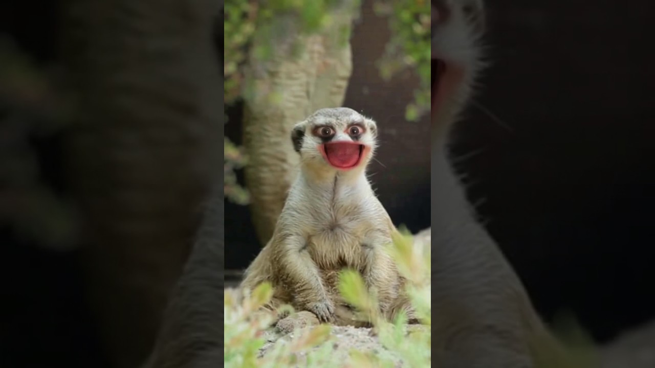 Screaming Meerkat - YouTube
