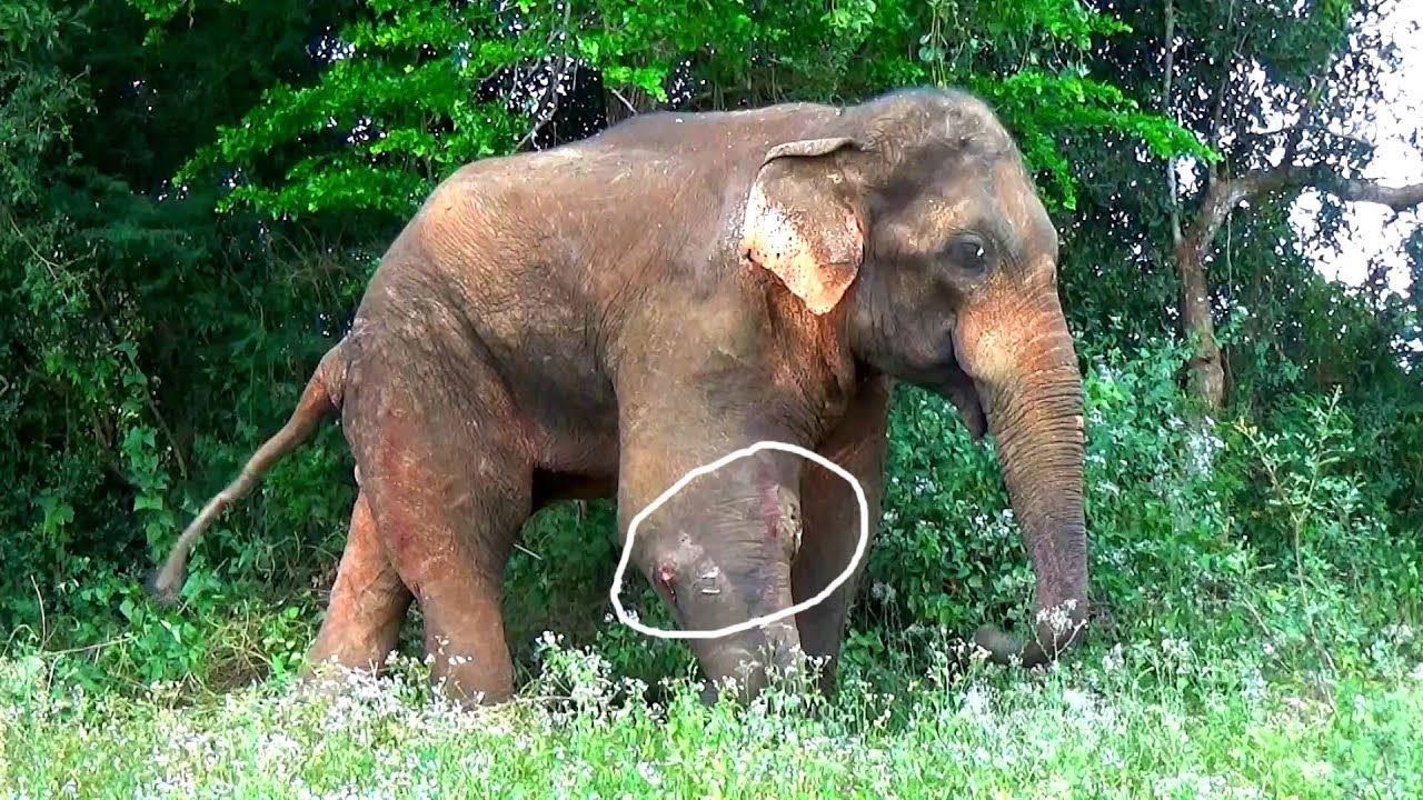 Heartwarming Rescue: Saving an Injured Elephant with a Swollen Leg ...