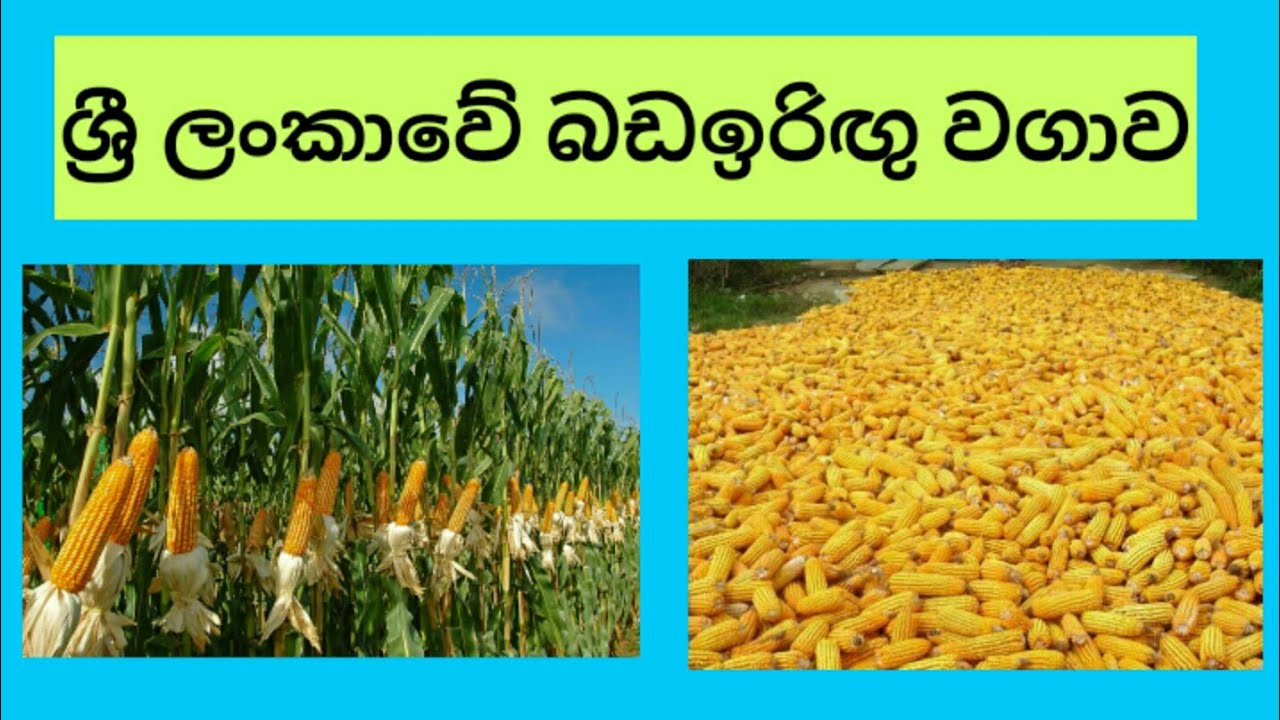 Badairigu wagawa in srilanka / Maize cultivation in srilanka - YouTube