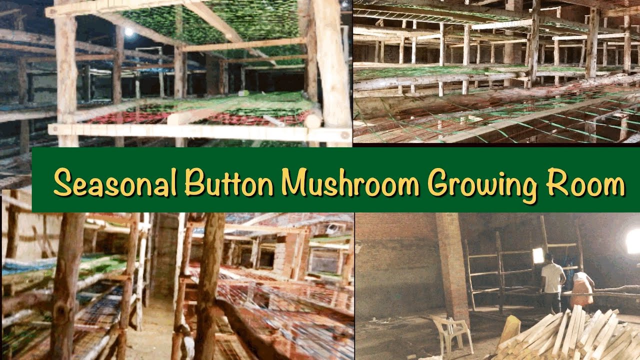 Button Mushroom | Growing Room | Long Method Button Mushroom Compost ...