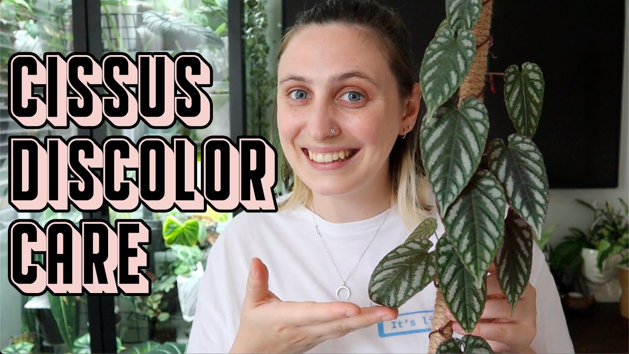 How to Care for CISSUS DISCOLOR 🪴 Rex Begonia Vine Tips & Tricks - YouTube