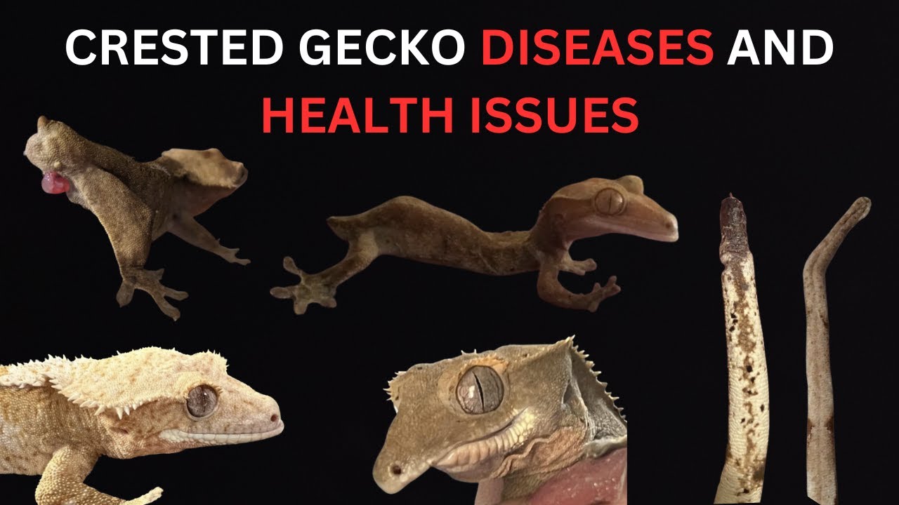 Crested Gecko Diseases and Health Issues - YouTube