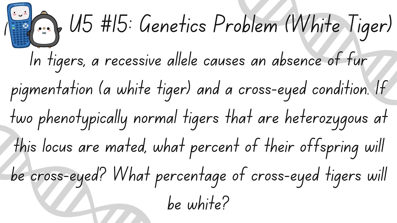 AP Bio Math Minute: Genetics Problem (White Tiger) - YouTube