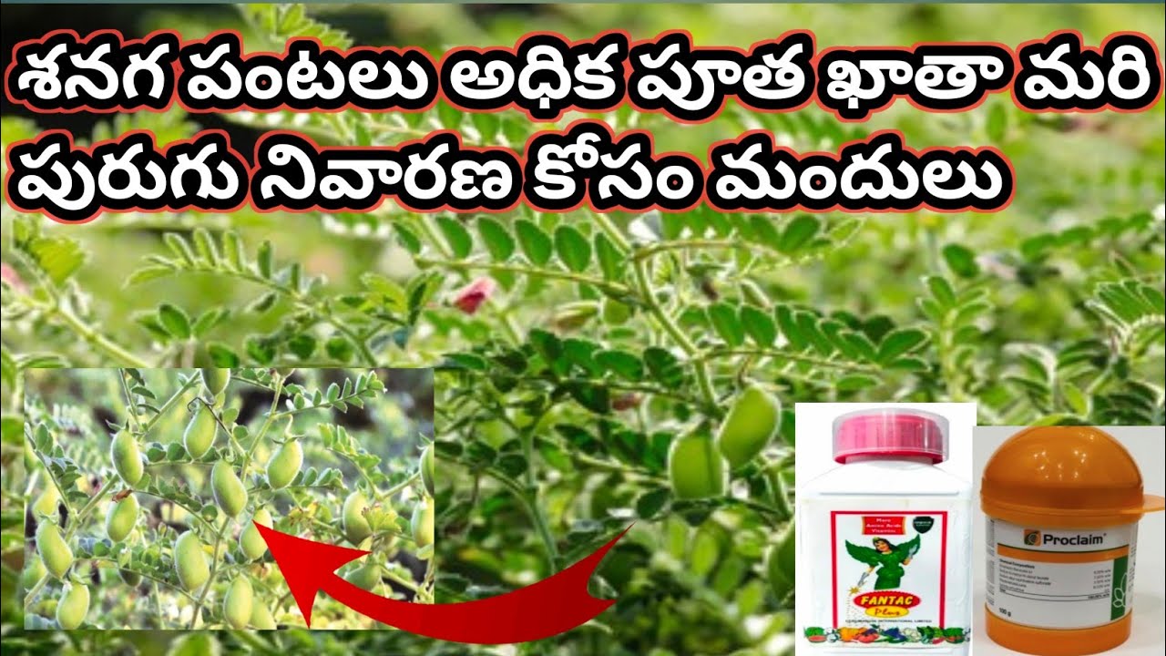 శనగ పంటలు అధిక ఖాతా పూత రావడానికి మందులు || chena farming in Telugu # ...