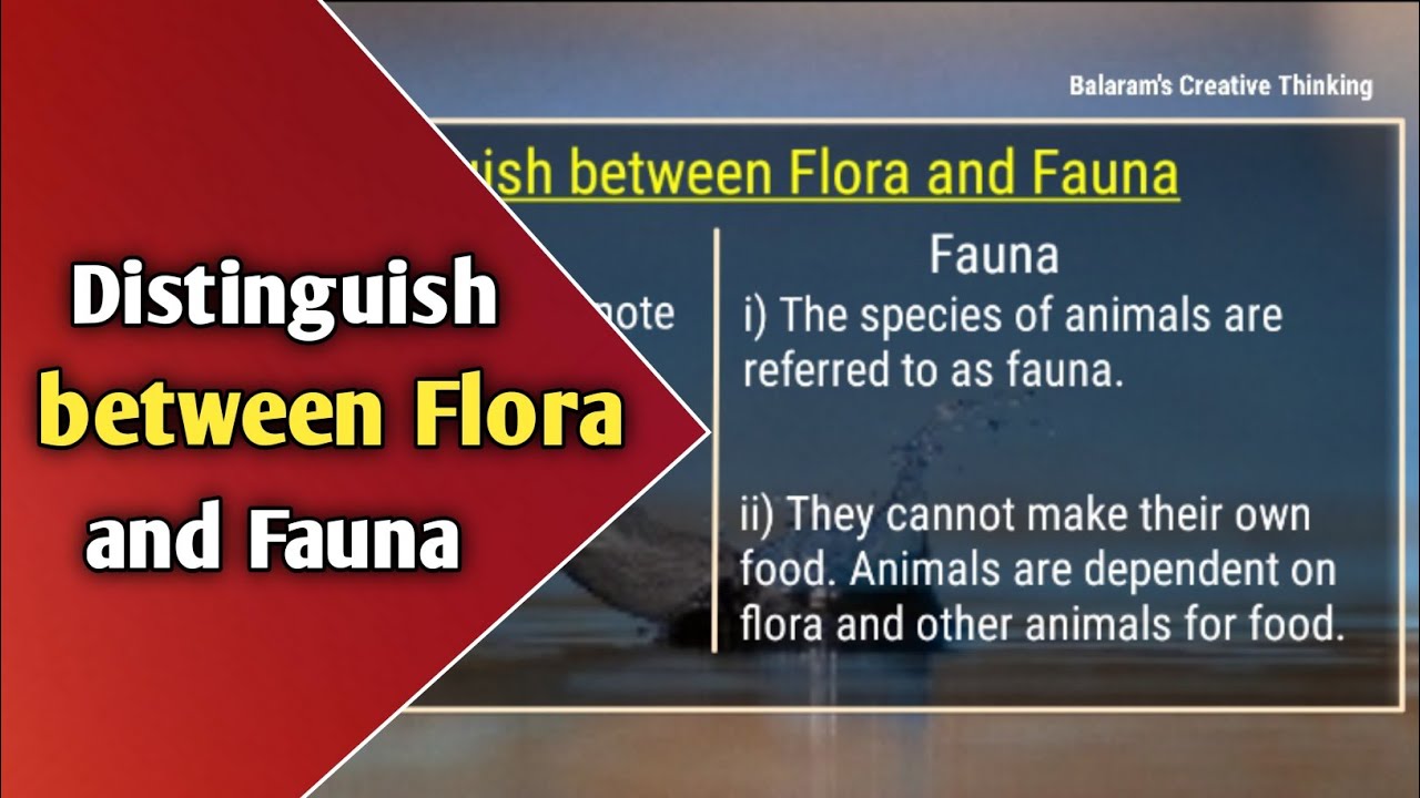 Distinguish between Flora and Fauna | flora and fauna | वनस्पतियों और ...