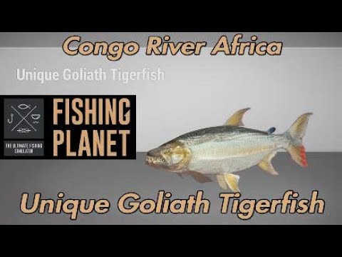 Fishing Planet - Unique Goliath Tigerfish Congo River Africa - YouTube