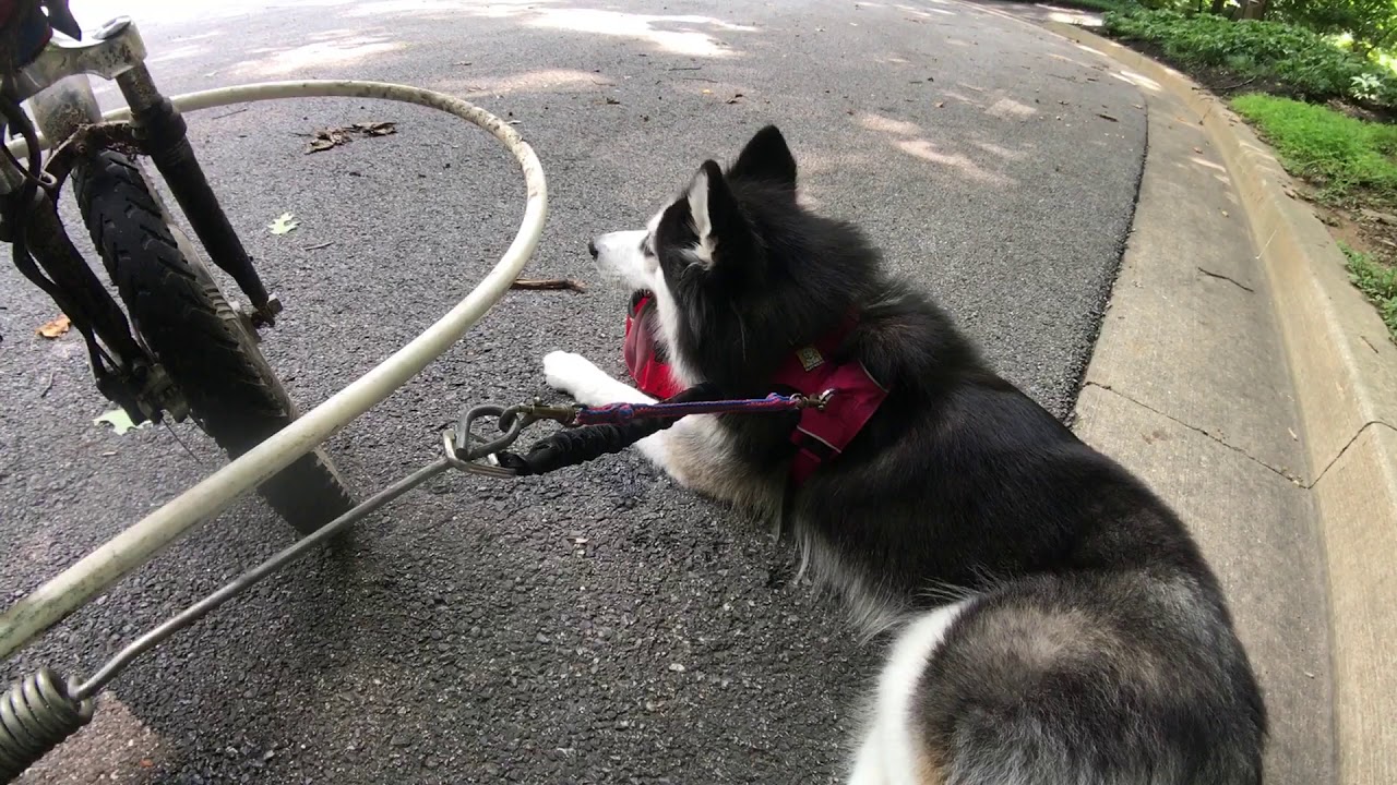 Glimpse | Dog Vlogs | Vlogging with my dog | WoofDriver - YouTube
