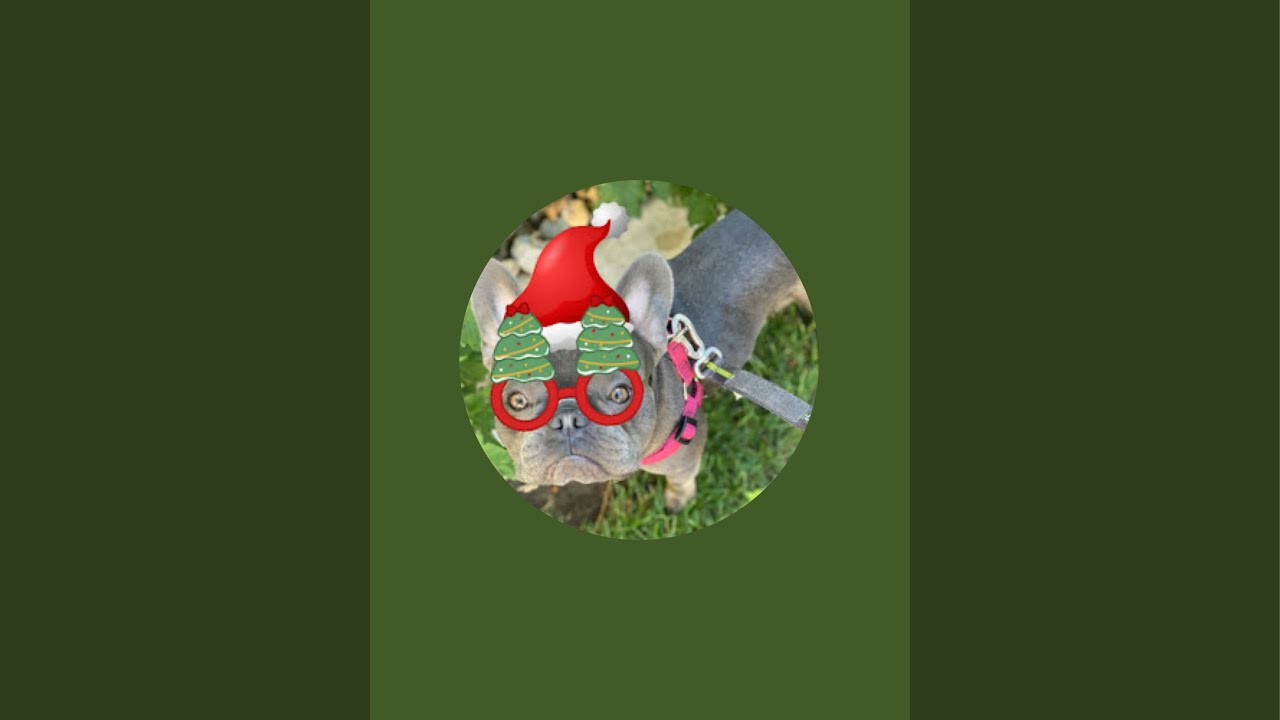Wilbur The Christmas Puppy is live! - YouTube