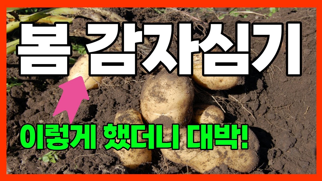 감자 심는 시기 와 감자 심는 방법 감자 두둑 준비씨감자 종류와 소독 수미감자 감자재배 Youtube