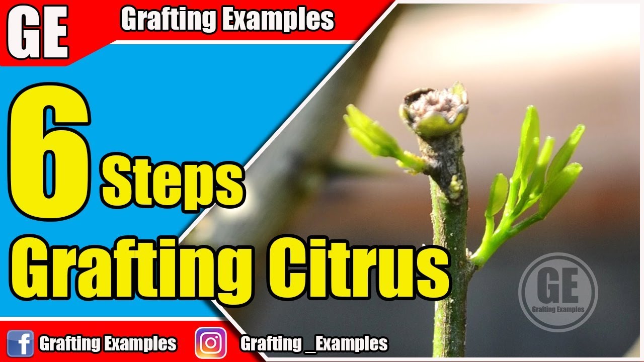 Grafting Fruit Citrus Tree by Grafting Examples - YouTube