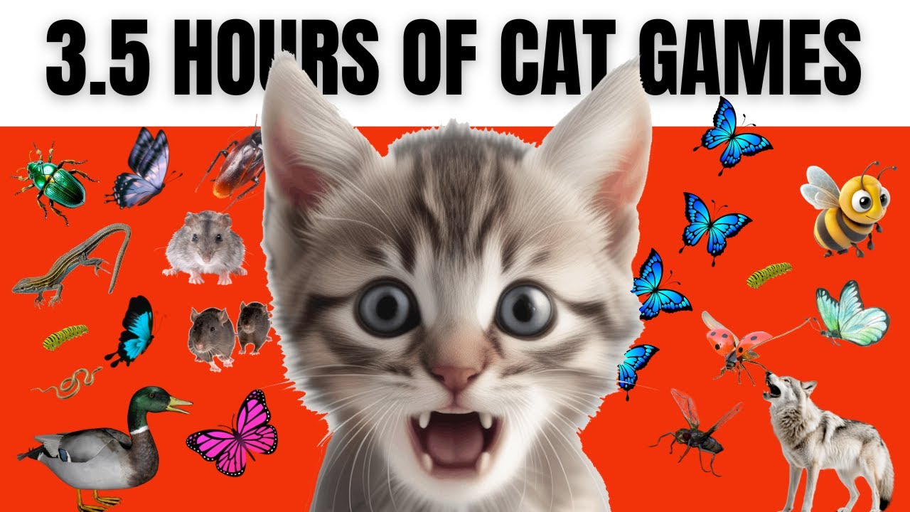 Cat Games Compilation - Vol.8 | [3.5 HOURS] | 🦋🦃🐝 🐜🐁🐺🦆🐥 - YouTube