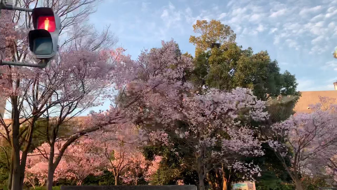 晴天ですね、日本最古の人工池狭山池の今日の桜 Sakura of today's oldest artificial pond Sayama ...
