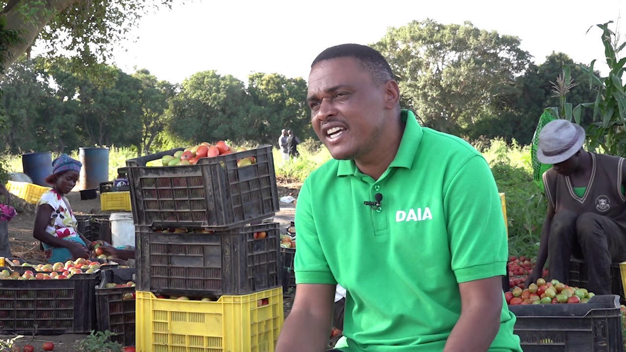 Quatro etapas dinamizam cadeia de valor do tomate no distrito de Moamba ...