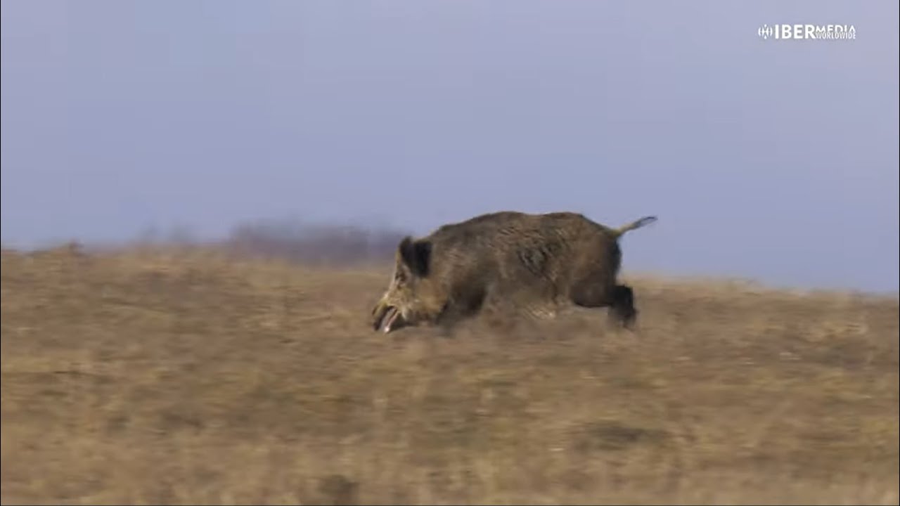 Presas De Javali Gigante