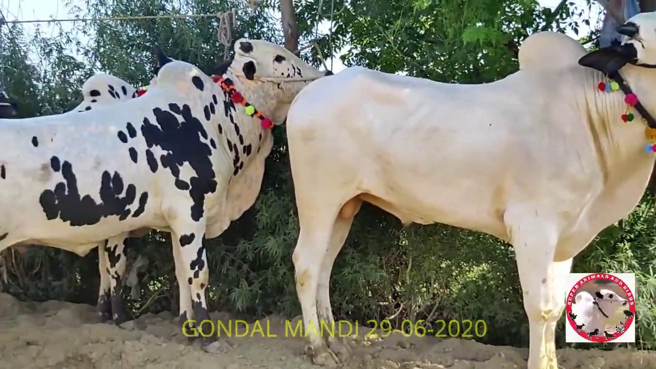 Gondal Mandi || Dhani bulls || Attock - YouTube