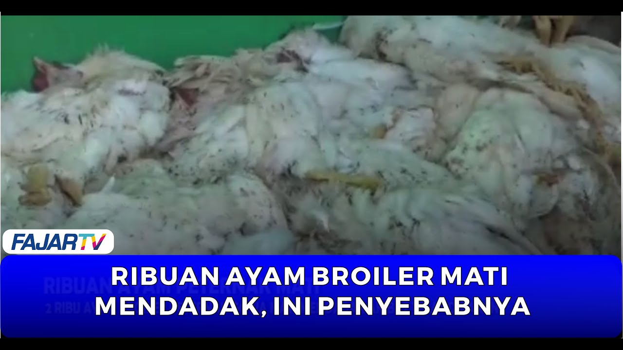 RIBUAN AYAM BROILER MATI MENDADAK, INI PENYEBABNYA‼️ - YouTube