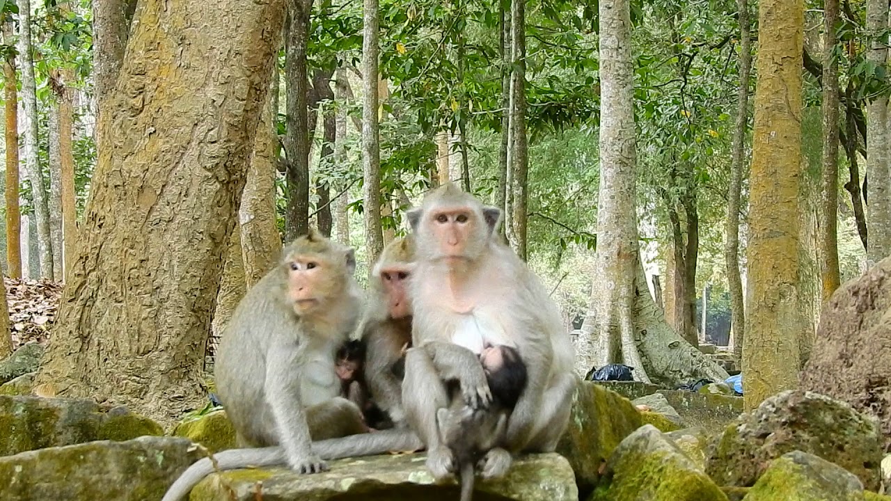 Monkey meeting after lunch, they are so sleepy. - YouTube