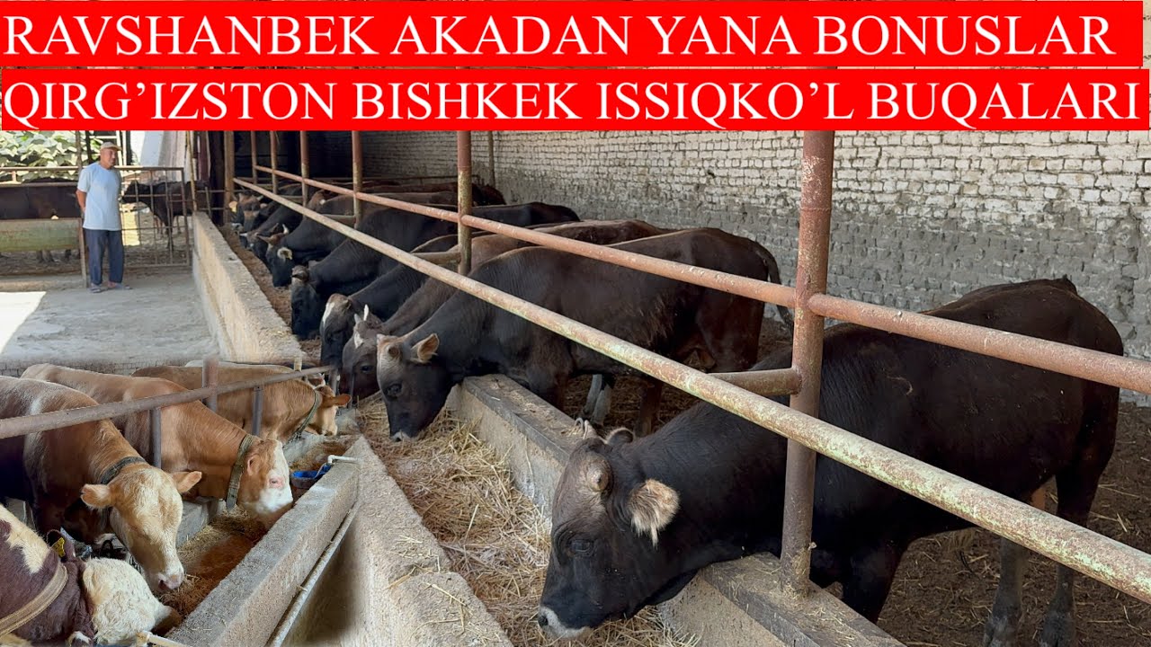 RAVSHANBEK AKADAN BONUSLARNI KOTTASI QIRG’IZSTON BISHKEK ISSIQKO’L ...