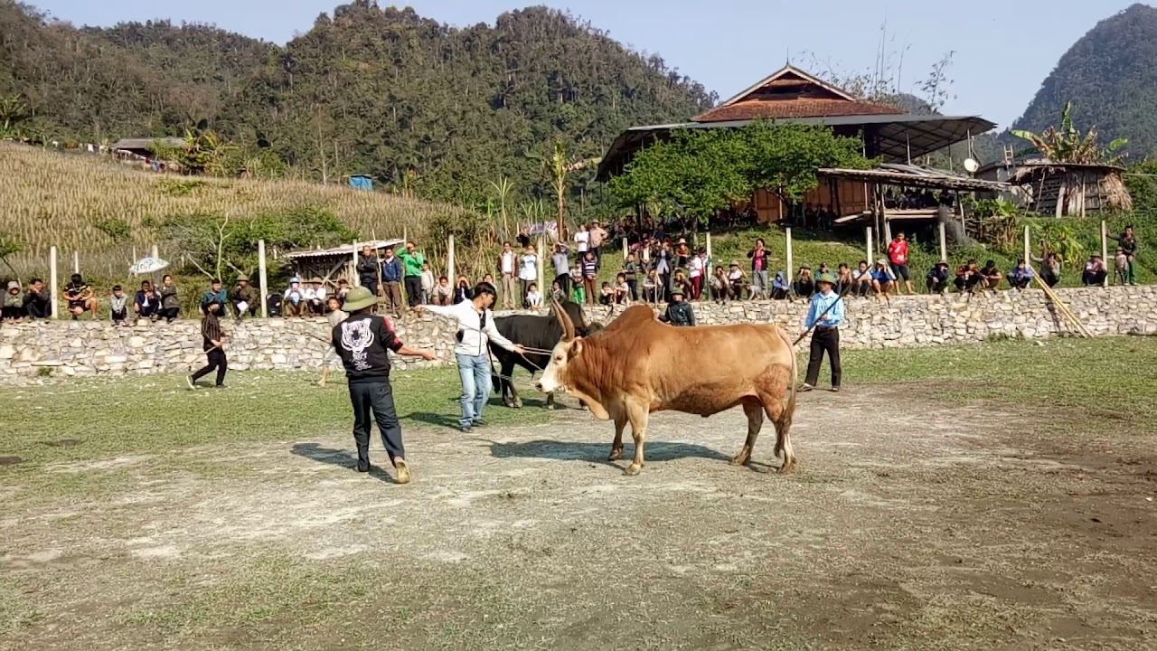 Nguj sib nraus mob mos loom 2 nguj txawj nrau zoo sai 07||Hmoob18ks ...