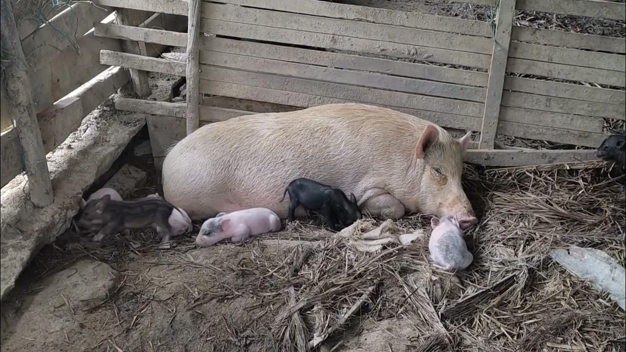 BABI BARU BERSALIN | ANAK BABI SIHAT DAN CERGAS - YouTube