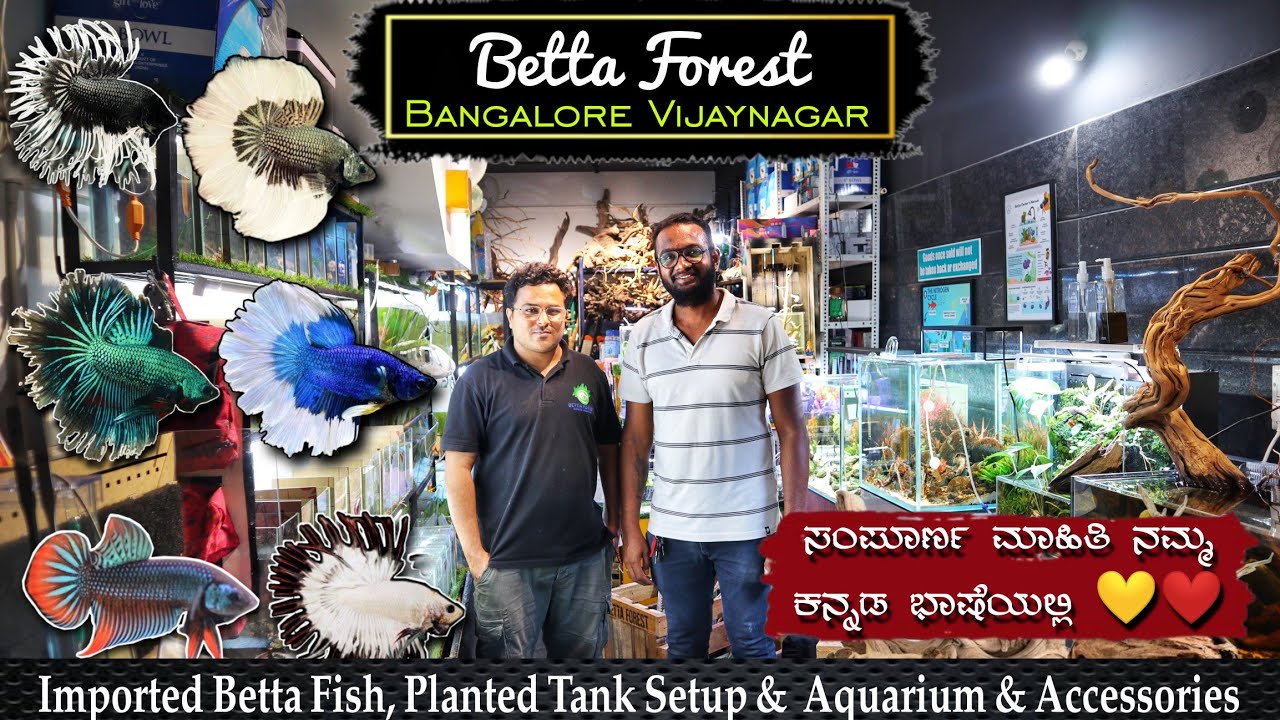 Imported Aquarium Fish & Exotic Betta 🐠| Planted Tanks | Betta Forest ...
