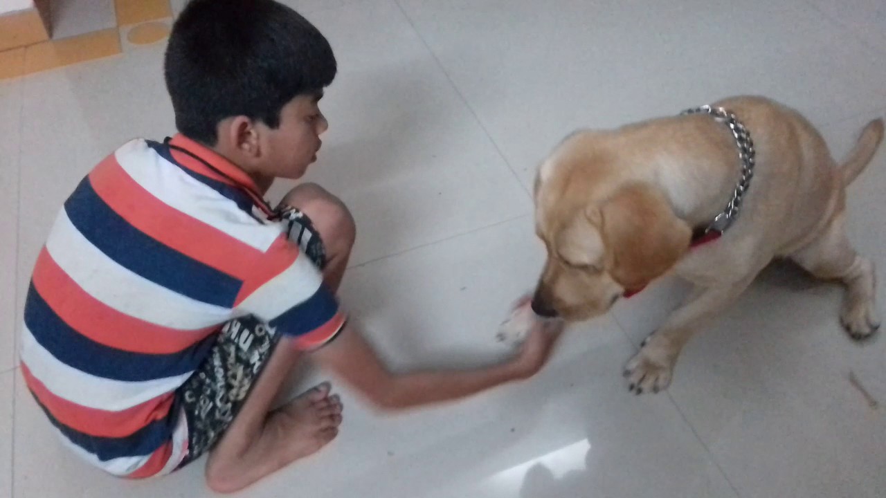 How to train labour dog in marathi - YouTube