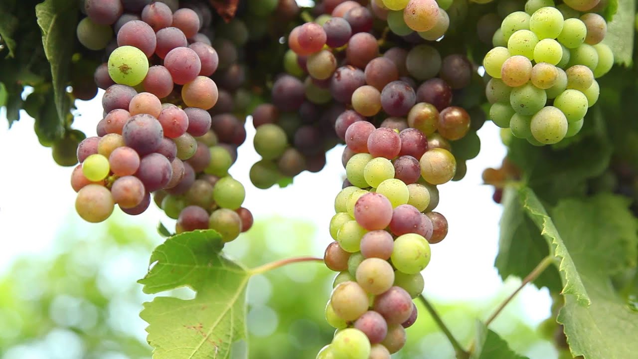 Kumulus | BASF - YouTube