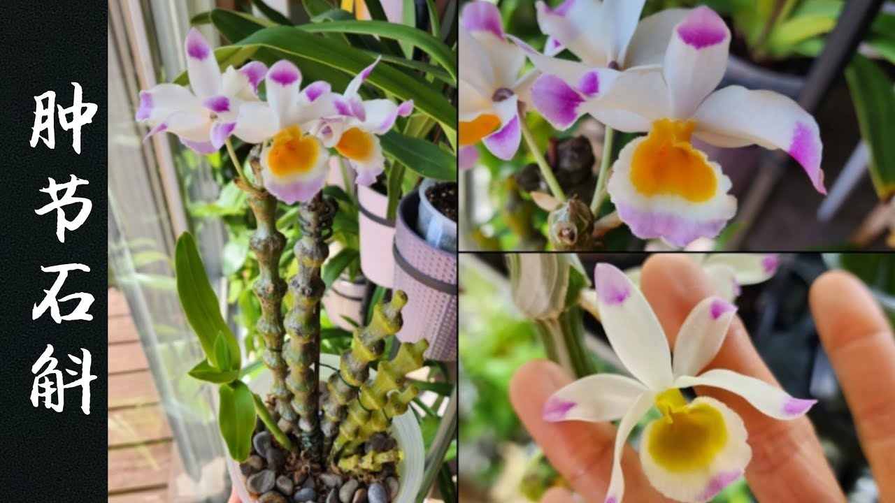 Sophie's Garden 两种不同的肿节石斛 Dendrobium pendulum - YouTube