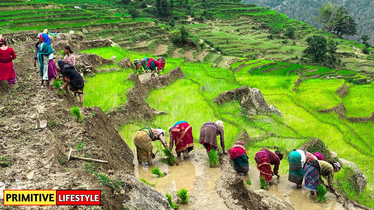 Cultivation of Rice in Nepal | Primitive Way To Paddy Farming in Nepali ...