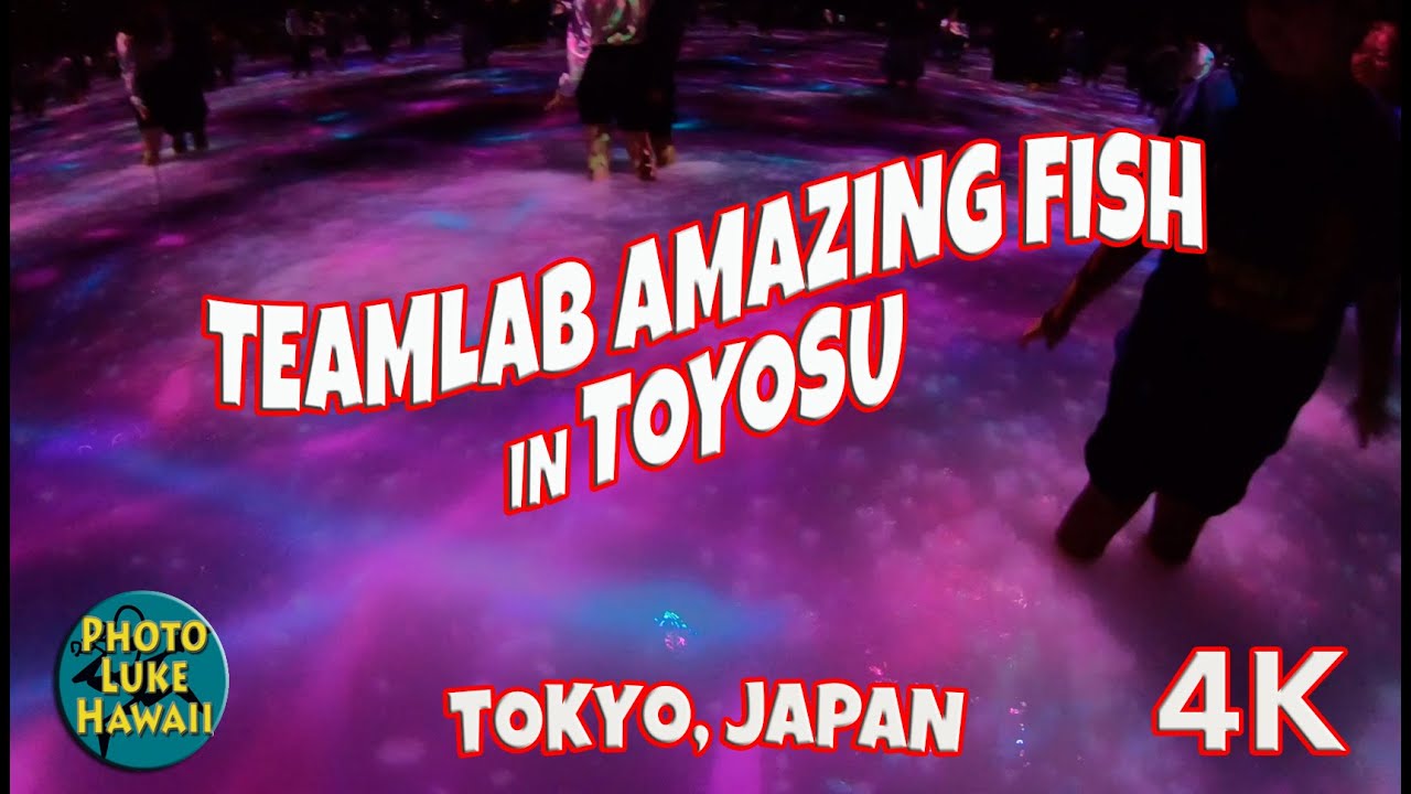 TeamLab Amazing Fish Toyosu Tokyo - YouTube