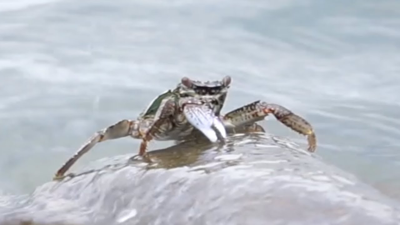 Sea Water Monitor Lizard and Crab Rave - YouTube