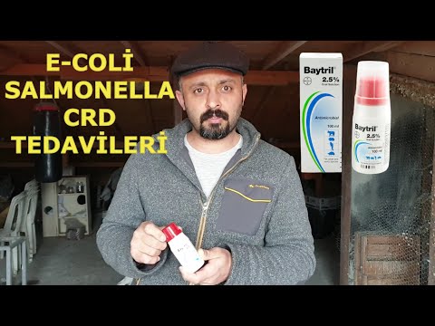 Baytril %2,5 Kuşlarda Kullanımı | Baytril Ne İşe Yarar ? | E-Coli, Salmonella ve CRD Hastalıkları