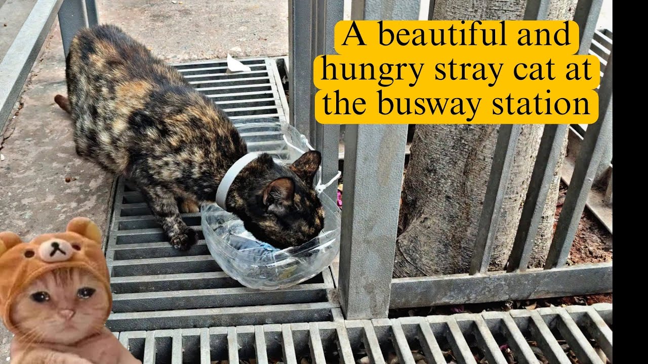 cat videos | A beautiful and hungry stray cat at the busway station ...