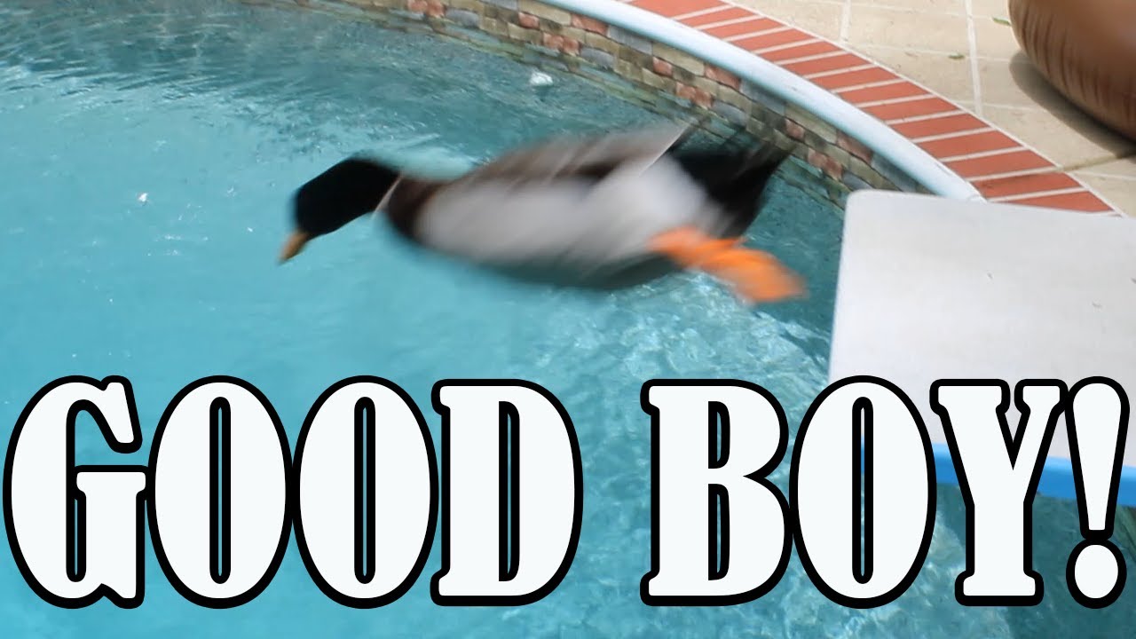 DIVING BOARD DUCK! - YouTube