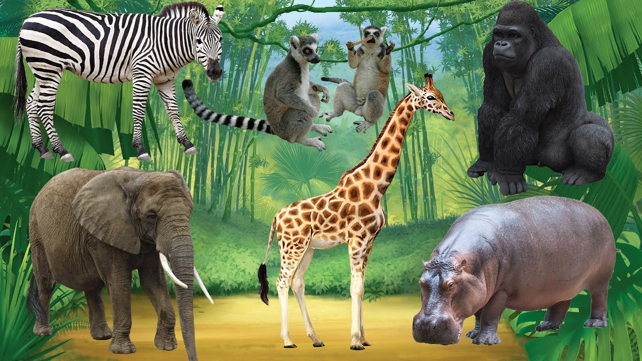 Ambient sounds of African animals: Elephant, Giraffe, Hippo, Lion ...